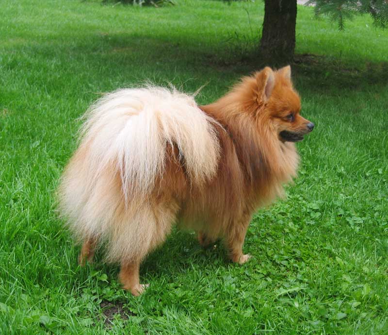 Verein für Deutsche Spitze e.V. - Der Deutsche Spitz Übersicht