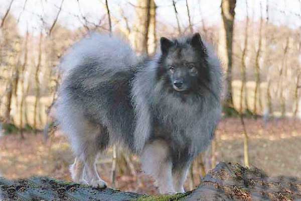 Verein für Deutsche Spitze e.V. - Galerie